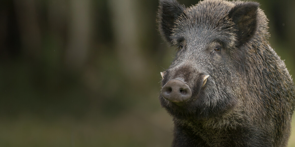 Assessing the economic damage of feral pigs - PestSmart
