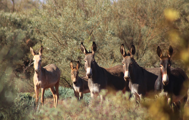 Feral donkeys - PestSmart