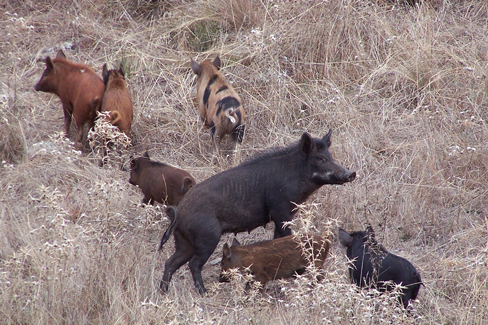 NATSOP-PIG005 National Standard Operating Procedure: Poisoning of Feral ...