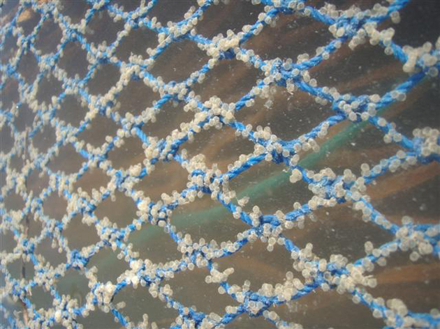 Carp spawning hotspots - PestSmart