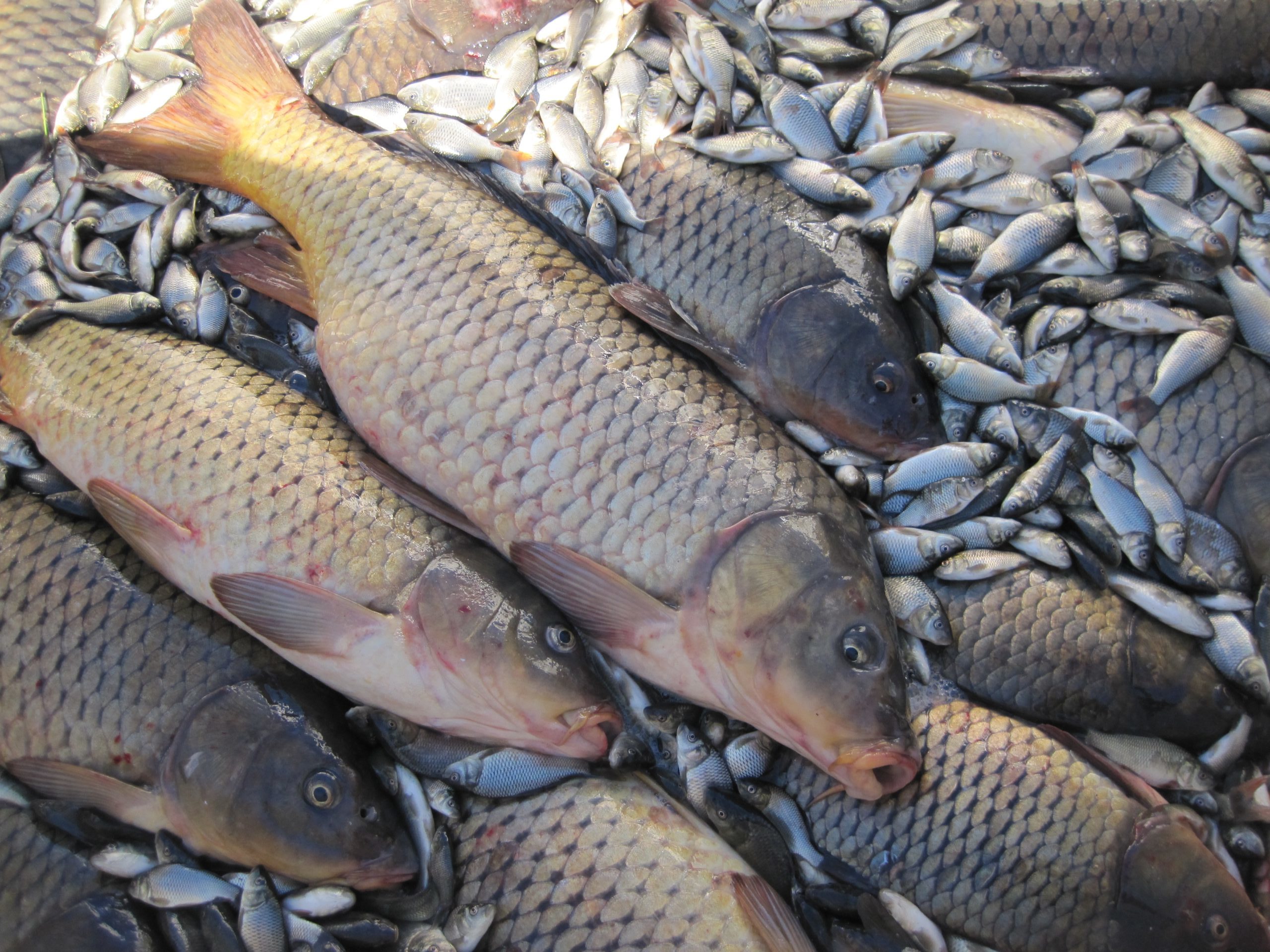 Carp weaknesses & vulnerabilities - PestSmart