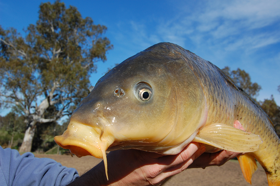 Fishing as a carp control method - PestSmart