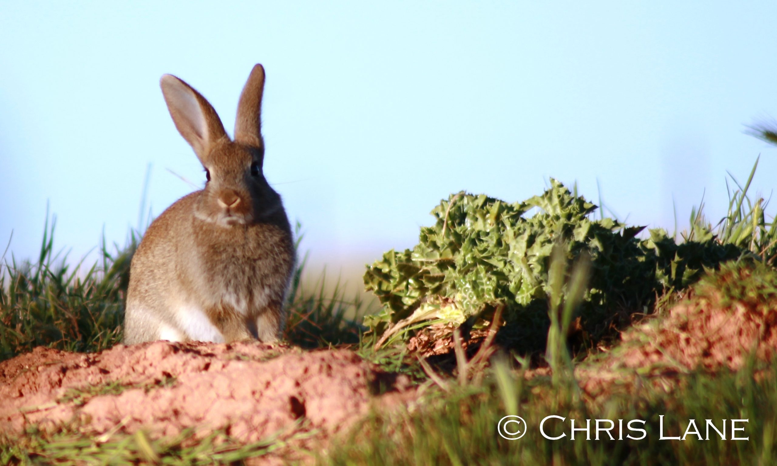 Define your rabbit problem and assess impacts - PestSmart