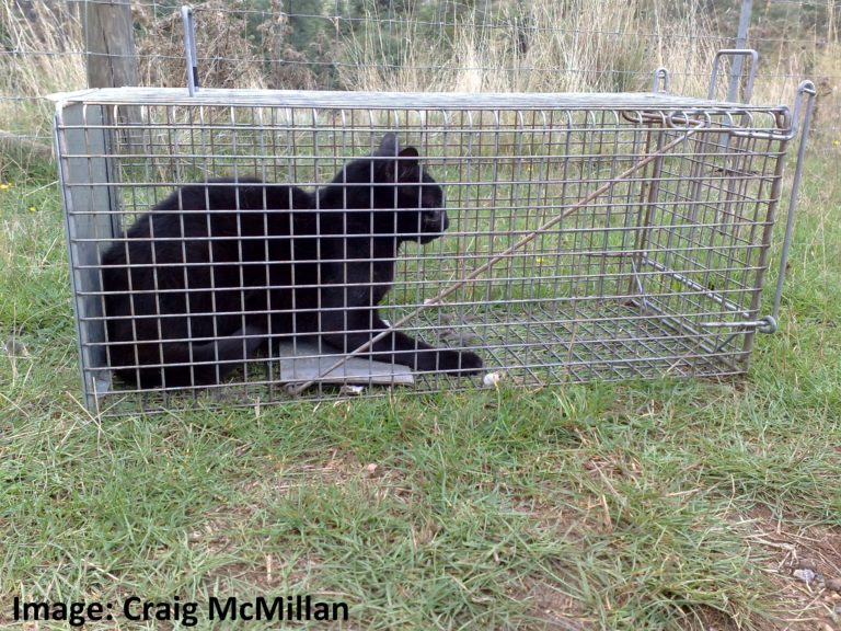 NATSOP-CAT002 National Standard Operating Procedure: Trapping of feral cats using cage traps ...
