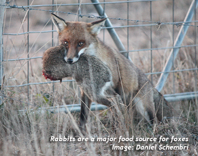 Develop a rabbit plan of action - PestSmart