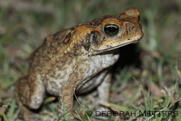 Identifying a cane toad - PestSmart
