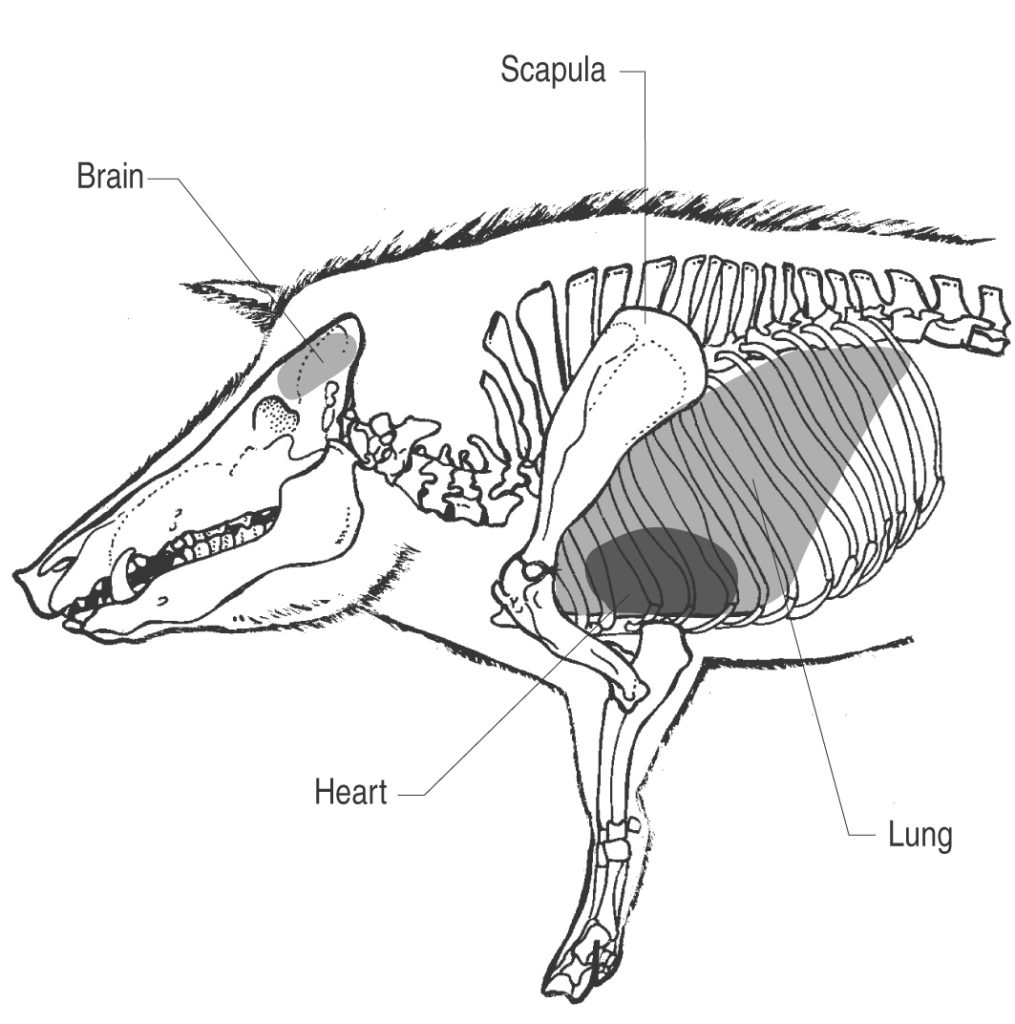 NATSOP-PIG003 National Standard Operating Procedure: Ground shooting of ...