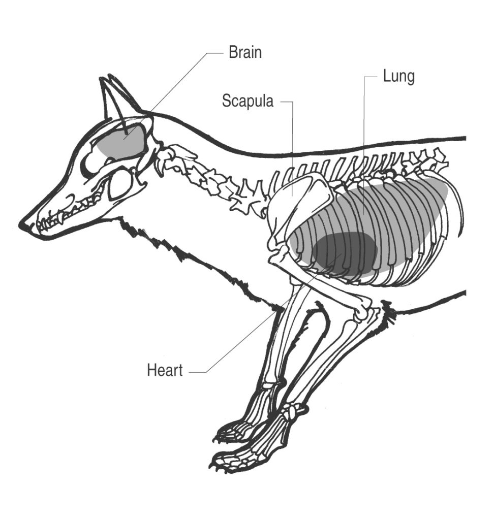 NATSOP-FOX006 National Standard Operating Procedure: Trapping of foxes ...