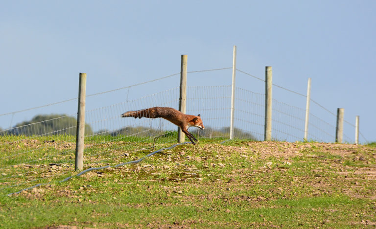 European foxes - PestSmart