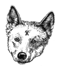 NATSOP-DOG002 National Standard Operating Procedure: Trapping of wild ...