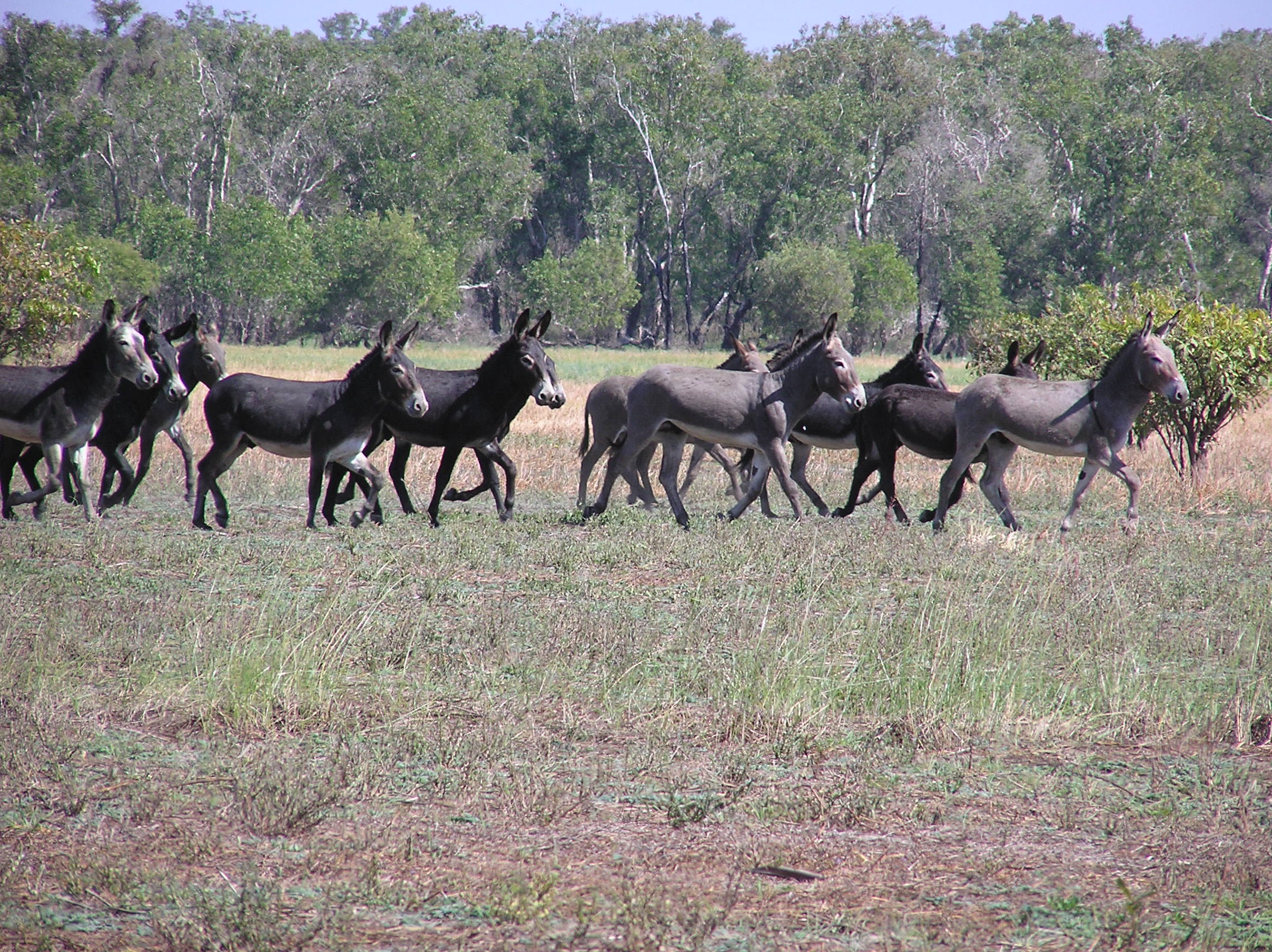 NATSOP-DON001 National Standard Operating Procedure: Ground shooting of ...