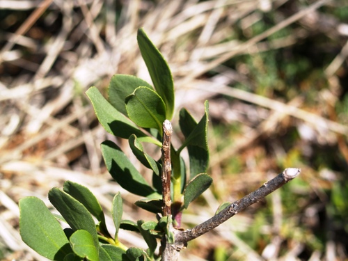 Economic and environmental impacts of rabbits in Australia - PestSmart