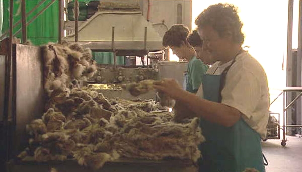 Economic and environmental impacts of rabbits in Australia - PestSmart