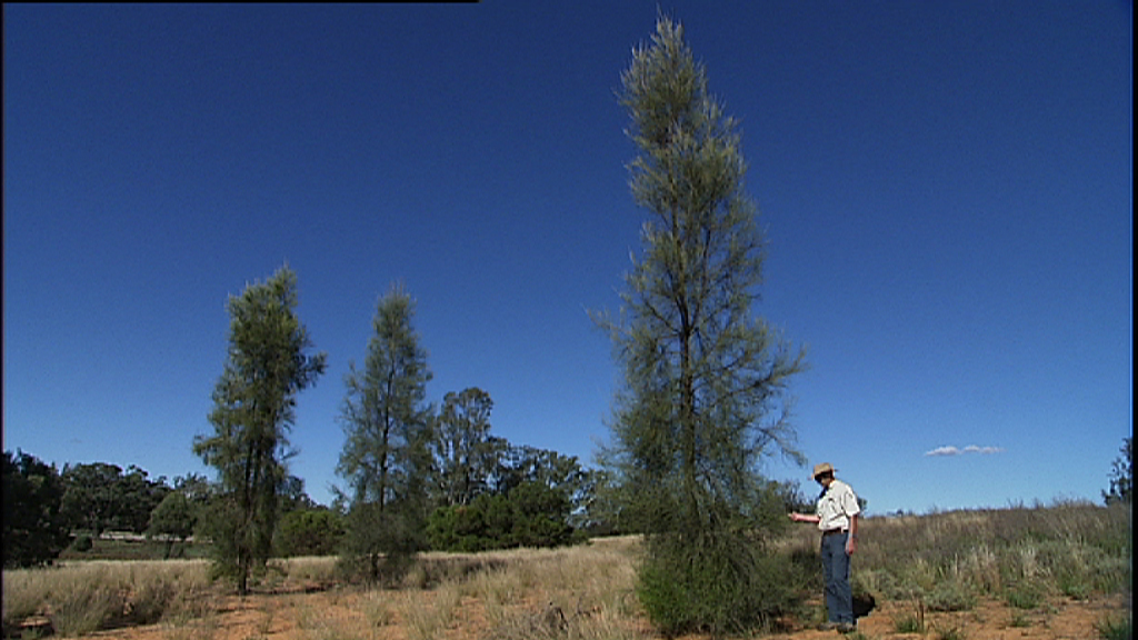 Effective rabbit control in pine-buloke woodlands - PestSmart
