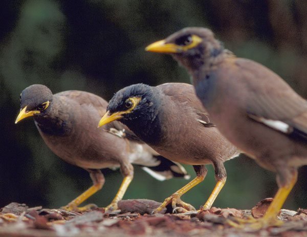 Overview of the common (Indian) myna (Acridotheres tristis or Sturnus ...