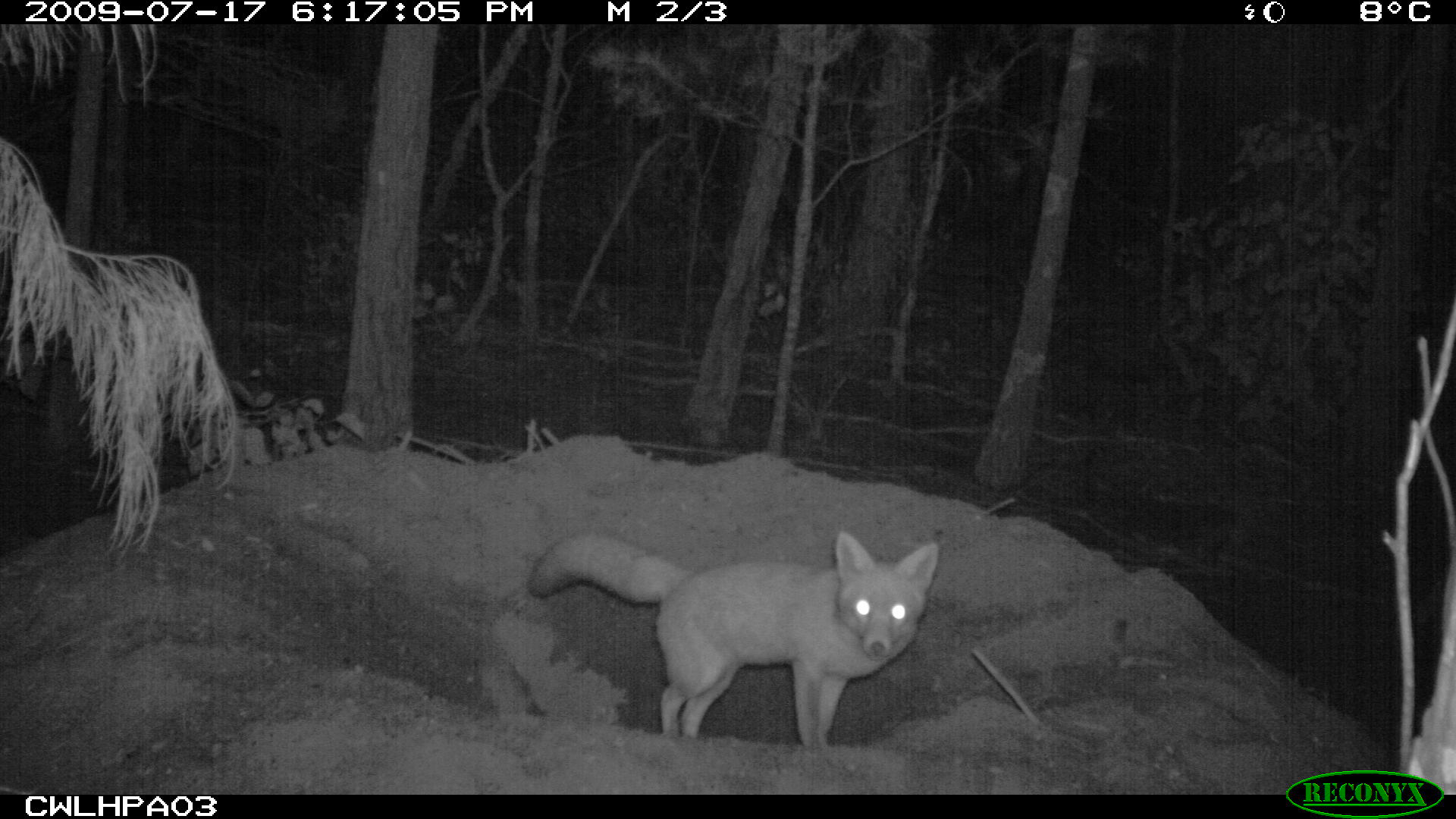 Goonoo (western NSW) fox baiting program - PestSmart