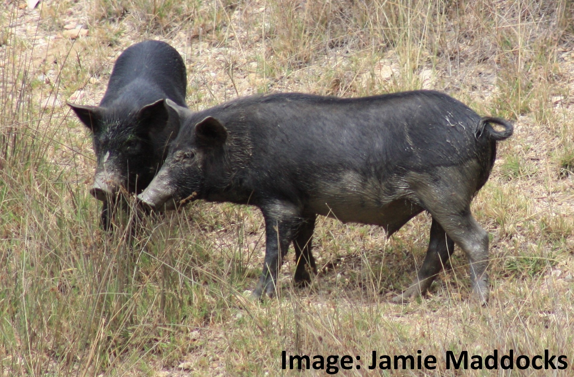 NATSOP-PIG003 National Standard Operating Procedure: Ground Shooting of ...