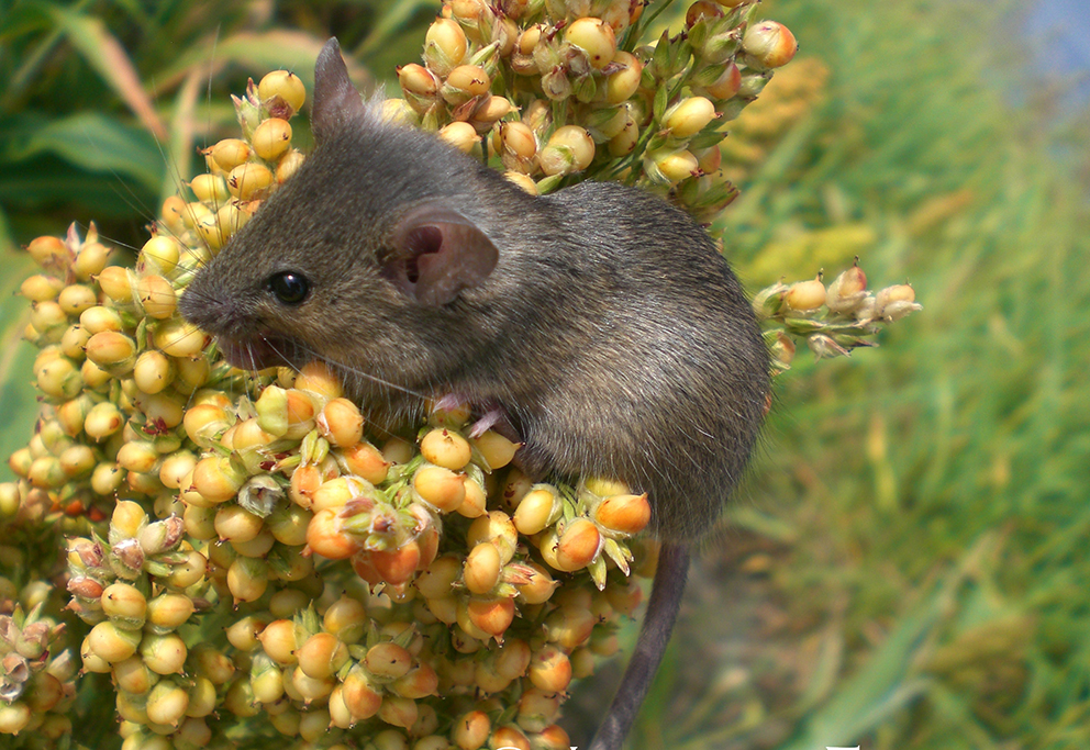 House mice - PestSmart