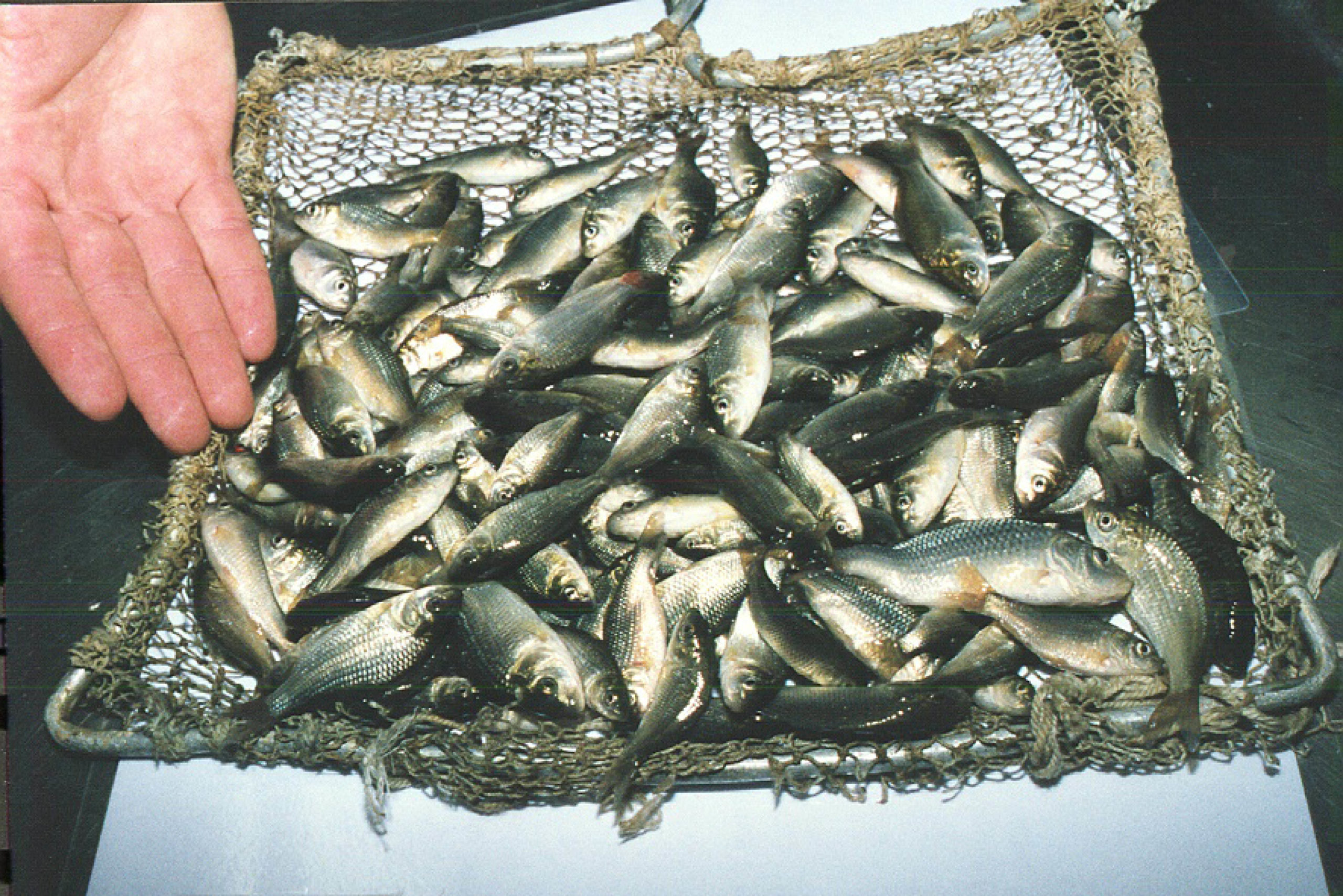 Carp spawning hotspots - PestSmart