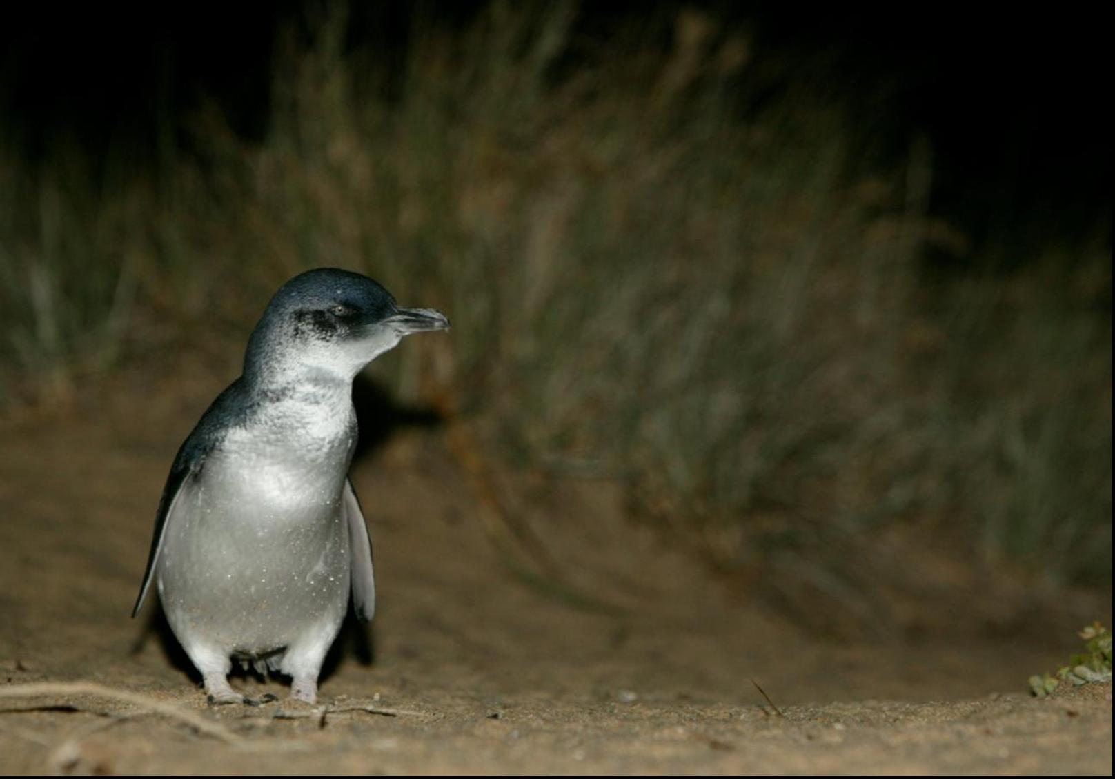 Foxes on Phillip Island - PestSmart