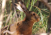 Hares - PestSmart
