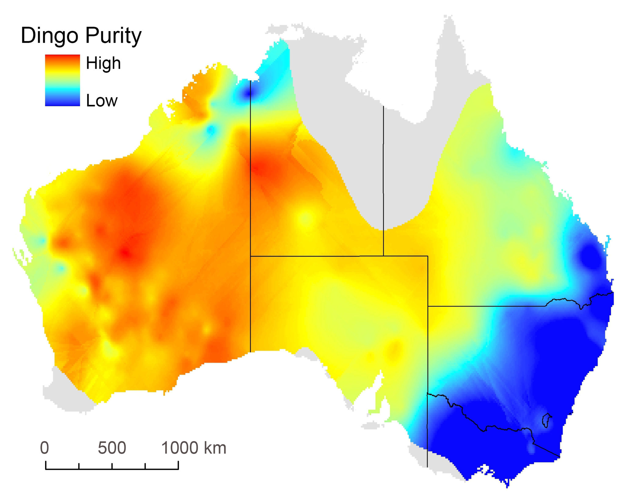 Distribution of pure dingoes and dingo-dog hybrids in Australia - PestSmart