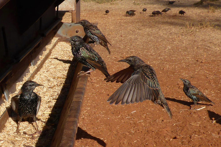 Overview of the common starling (Sturnus vulgaris) - PestSmart