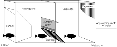 Using a wetland carp separation cage at Lake Bonney - PestSmart