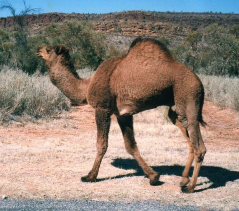 NATSOP-CAM003 National Standard Operating Procedure: Mustering of feral ...