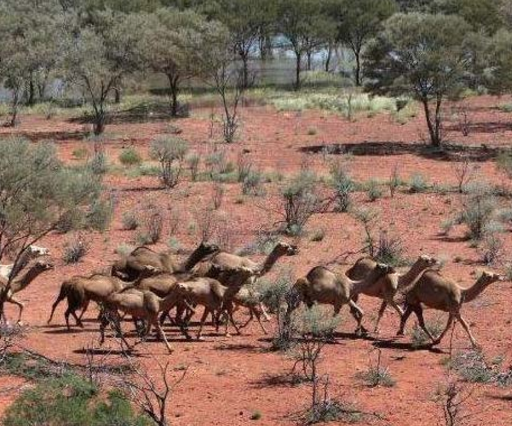 NATSOP-CAM003 National Standard Operating Procedure: Mustering of feral ...