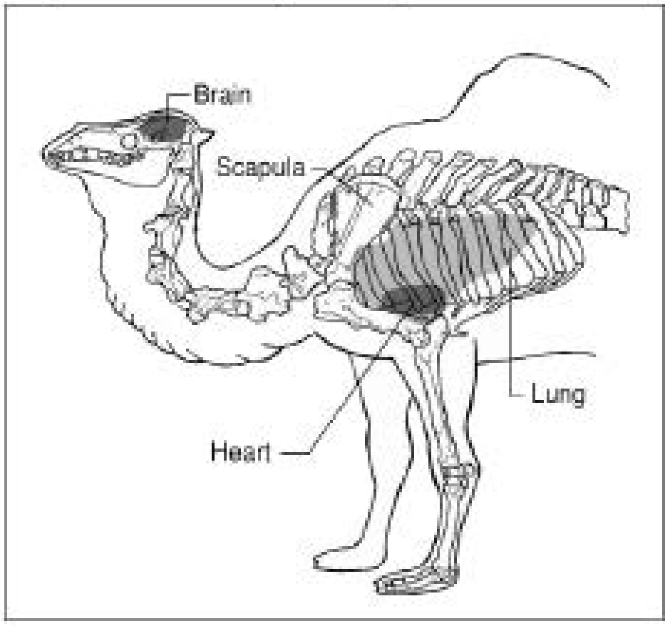 NATSOP-CAM001 National Standard Operating Procedure: Ground shooting of ...