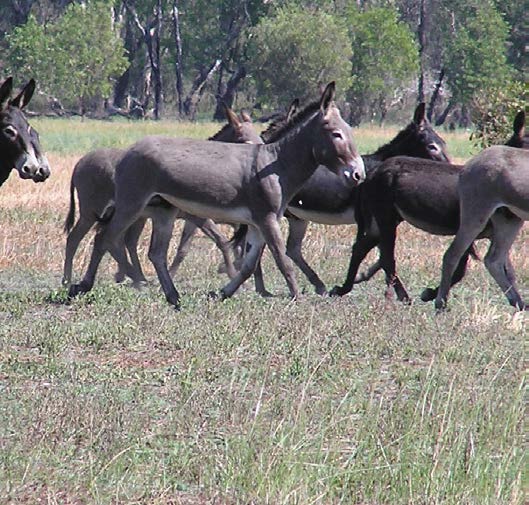 NATSOP-DON003 National Standard Operating Procedure: Capture of feral ...