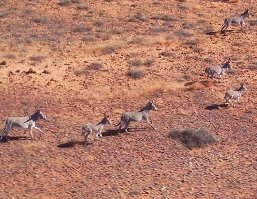 NATSOP-DON002 National Standard Operating Procedure: Aerial shooting of ...