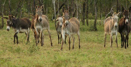 National Code of Practice for the humane control of feral donkeys ...