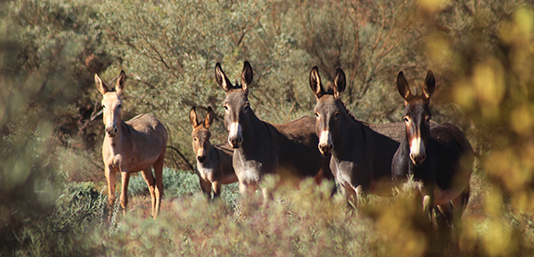 Feral donkeys - PestSmart