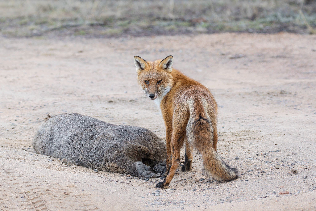 Map and monitor with FoxScan - PestSmart