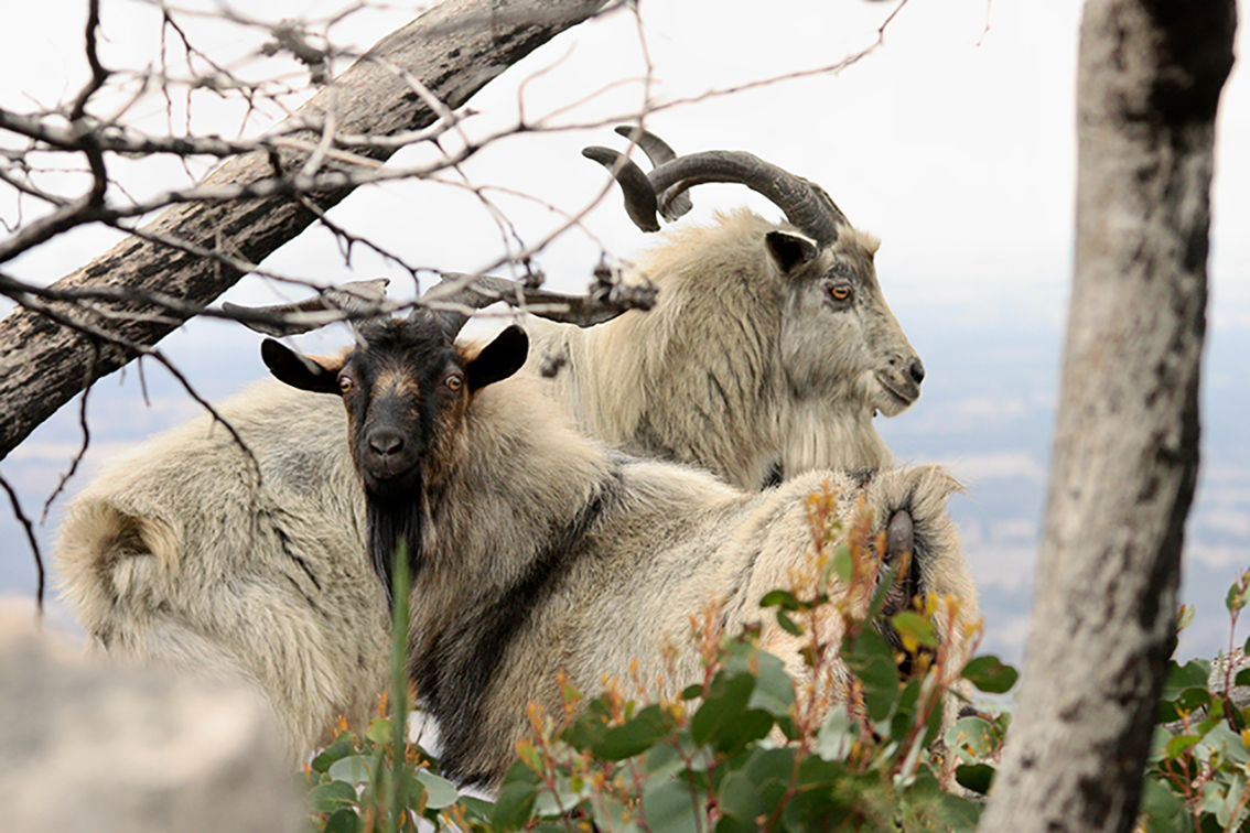 Develop your feral goat action plan - PestSmart