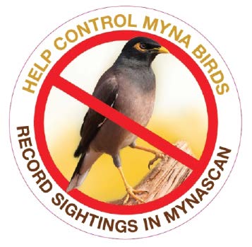 Common myna impacts - PestSmart
