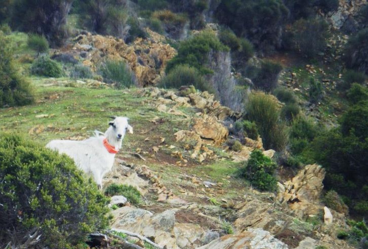 Feral goat eradication on Kangaroo Island - PestSmart