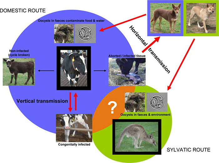Wild dogs and transmission of Neospora caninum in Australia - PestSmart