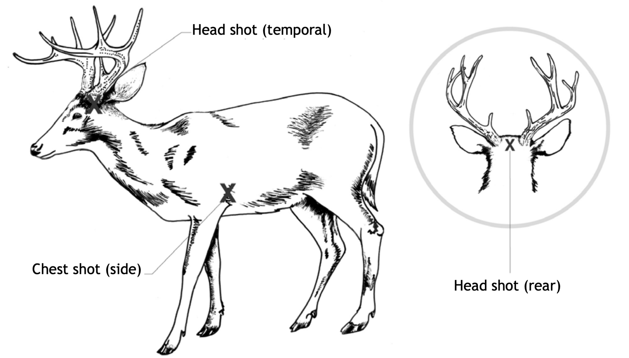 Ground shooting of feral deer - PestSmart