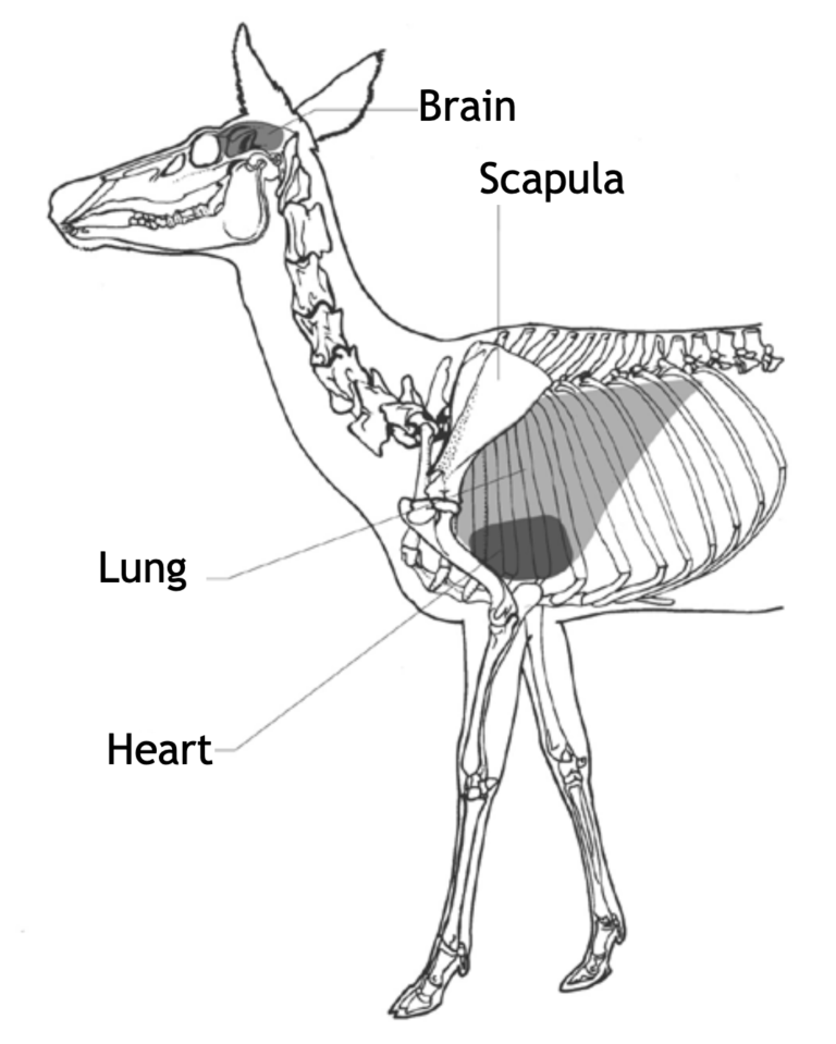Ground shooting of feral deer - PestSmart
