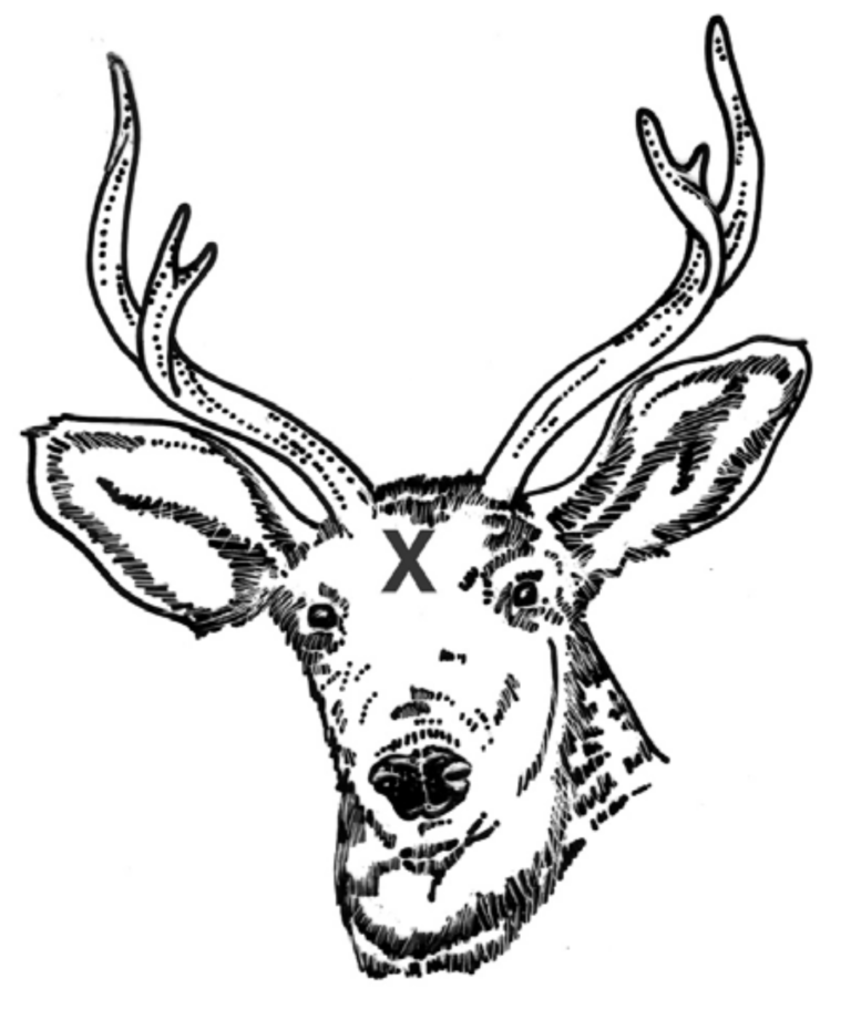 Ground shooting of feral deer - PestSmart