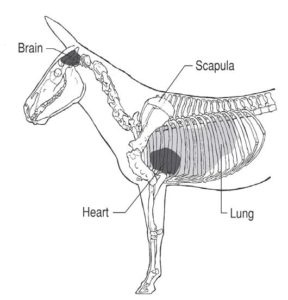 NATSOP-DON002 National Standard Operating Procedure: Aerial shooting of ...