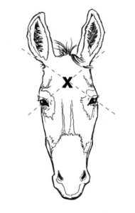 NATSOP-DON002 National Standard Operating Procedure: Aerial shooting of ...