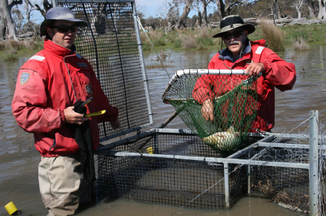 Carp removal in Tasmania - PestSmart