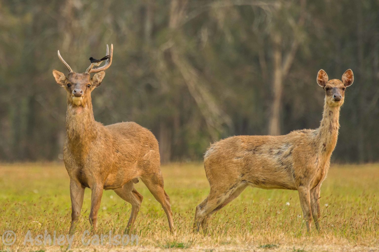 Identifying Timor or rusa deer (Cervus timorensis) - PestSmart