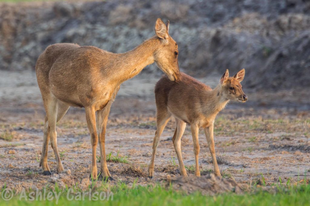 Identifying Timor or rusa deer (Cervus timorensis) - PestSmart