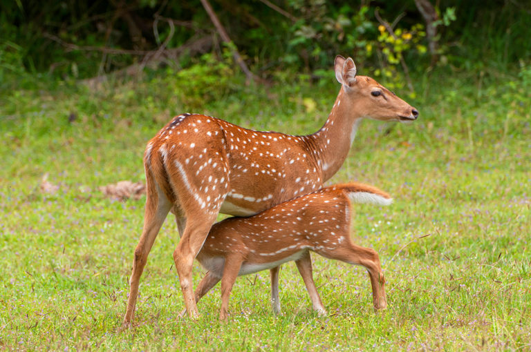 Identifying chital, axis or spotted deer (Cervus [Axis] axis) - PestSmart