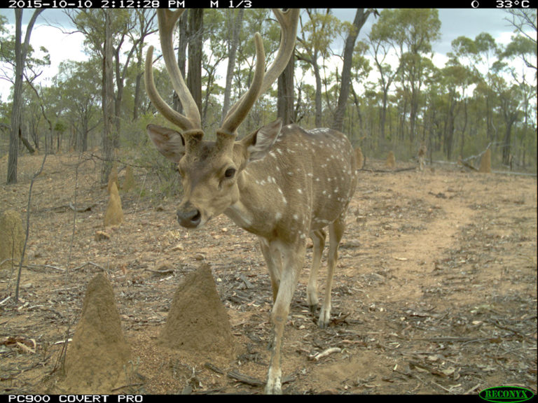 Identifying chital, axis or spotted deer (Cervus [Axis] axis) - PestSmart